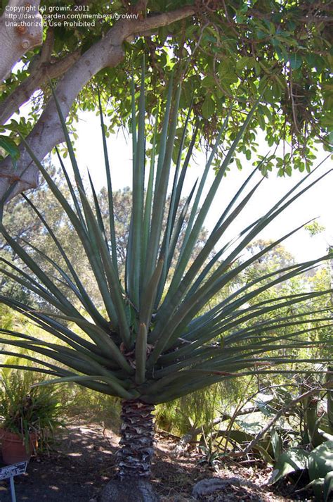 Plantfiles Pictures Furcraea Species Macdougalls Giant Century Plant