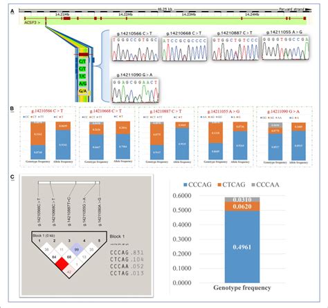 Detection And Genotyping Of Single Nucleotide Polymorphism Sites Of