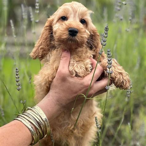 Cockapoo Puppies Available Jandaz Cockapoos Cockapoo Puppies Available Jandaz Cockapoos