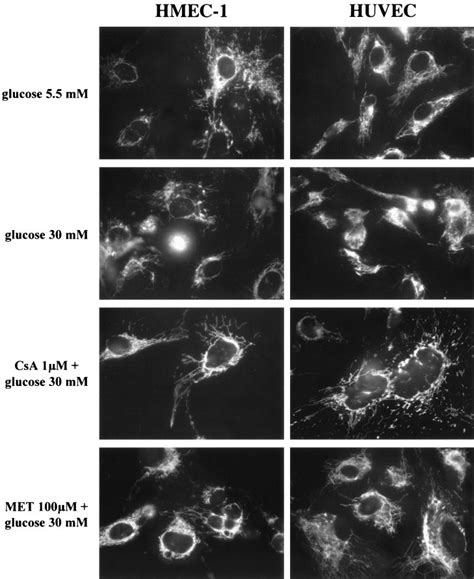 Effects Of Csa Or Metformin Met On Cytochrome C Distribution In Human Download Scientific