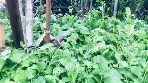 တဘၣ်ဒီးလၢကစၢ်သူၣ်အီၣ်အီၤဘၣ်အီၣ်လံ Youtube