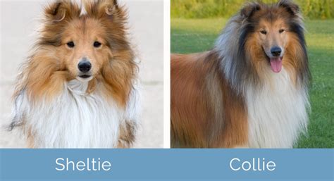 Difference Between Border Collie And Collie At Randy Stambaugh Blog
