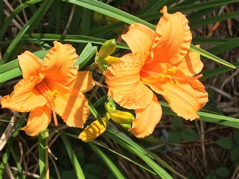 Photo of the bloom of Daylily (Hemerocallis 'Bertie Ferris') posted by ...