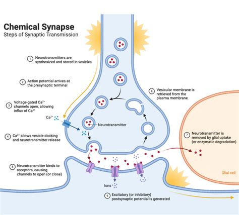 Dendrites Definition Structure Types Functions Biology Notes Online