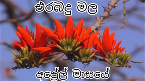 අවුරුද්දකට වරක් පිපෙන මල් Short Youtube