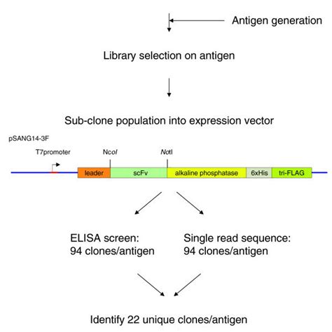 Frequency Of Vh And V Kappa V Lambda Germline Gene Combinations Download Scientific Diagram