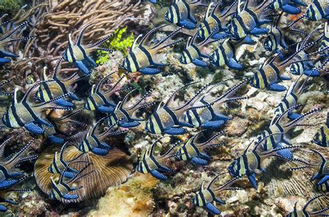 Banggai Cardinalfish Stock Image C0413723 Science Photo Library
