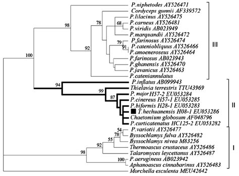 phylogenetic tree based on nucleotide sequence of the ssu nrdna