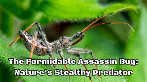 The Formidable Assassin Bug Natures Stealthy Predator Bug Bird The Formidable Assassin Bug Natures Stealthy Predator Bug Bird