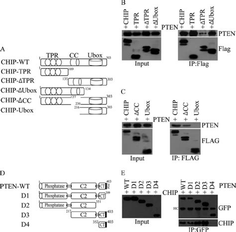 Domains Of Pten And Chip Essential For Their Interaction A Schematic Download Scientific