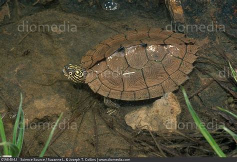 Stock Image 13234688 01ae4e4j Science Source Search Stock