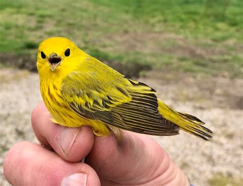 Bird Banding The City Of Litchfield Bird Banding The City Of Litchfield