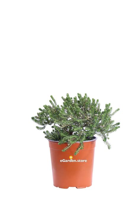 Phylica Ericoides Vivaio Online Egarden