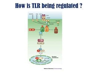 TLR PPTX Genetics Science