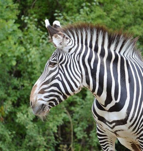 Zebra Imagem De Stock Editorial Imagem De Listras Branco