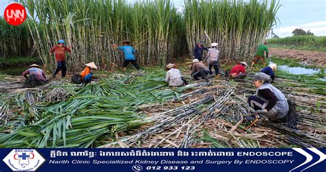 វៀតណាម នឹងដកហូតពន្ធប្រឆាំងការលក់បង្ខូចថ្លៃលើផលិតផលអំពៅរបស់ប្រទេសថៃ Alynana Media Cambodia