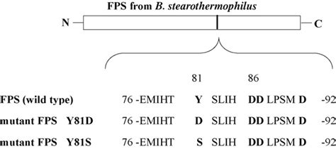 Scheme 3 Wild And Mutated Type Of Farnesyl Diphosphate Synthases Download Scientific Diagram
