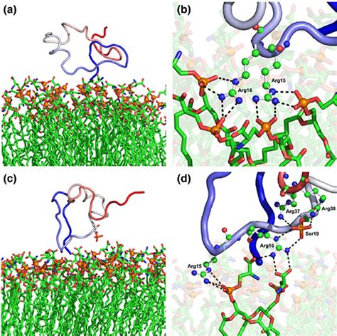 Representative Structures And Interactions From The Peptidemembrane Download Scientific