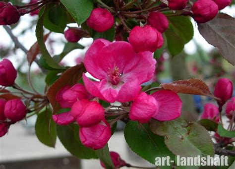 ★Яблоня декоративная «Mokum»★ («Мокум») – купить в Екатеринбурге