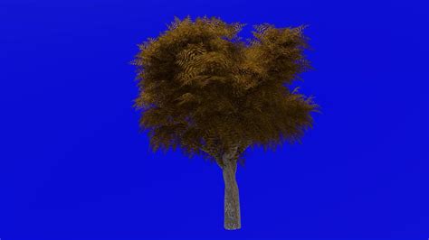 Tree Animation Loop Neem Tree Nimtree Indian Lilac Azadirachta Indica Green Screen