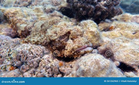 Tassled Scorpionfish Fish A Type Of Bone Fish Osteichthyes
