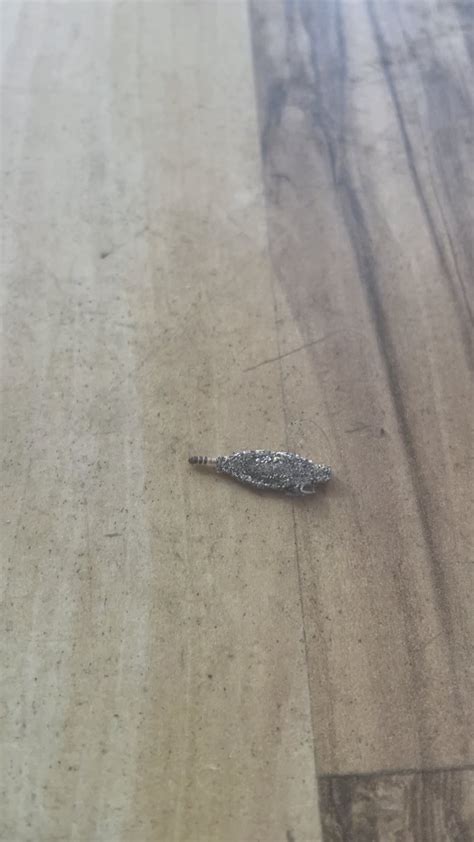 Worm In Turtle Like Shell R Whatisthisbug