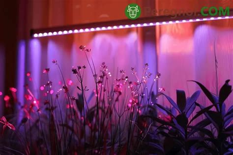 Уход за хвойными растениями