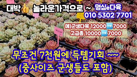 명심e다육 중사이즈군생포함 7천원으로 다 드려요신상포함 묵둥까망흑괴리금 레드와인철화 딥레드 빌케이츠 백야 묵딩아보카도크림 나나후꾸미니 Succulents Plant