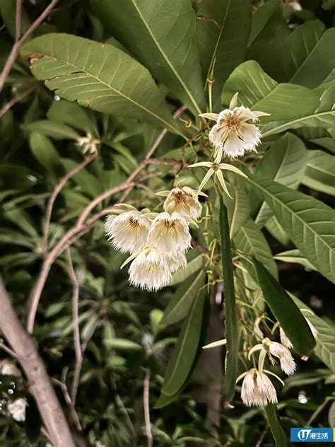 香港賞花好去處2025｜四季花期全年開花時間表及賞花地點 逾30品種免費打卡 Uhk 港生活