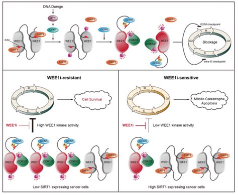 Zju Scientists Discover Useful Biomarkers For Predicting Wee1 Inhibitor Sensitivity Or Resistance