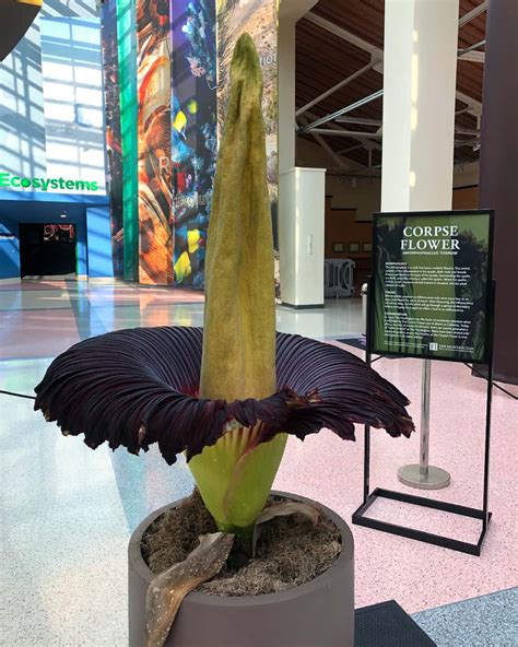 Download Corpse Flower Exhibit California Science Center Wallpaper