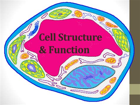SOLUTION Bio Cell Theory And Structure Studypool
