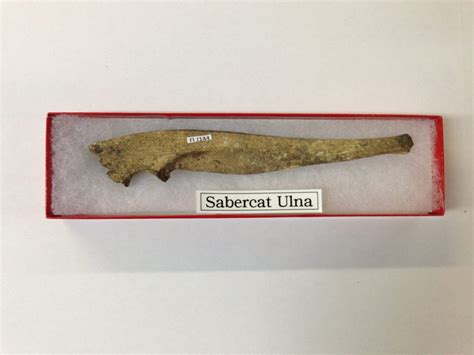 Saber Cat Fossils Archives Fossils And Artifacts For Sale Paleo
