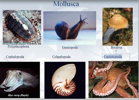 Mollusca Lab Flashcards Quizlet