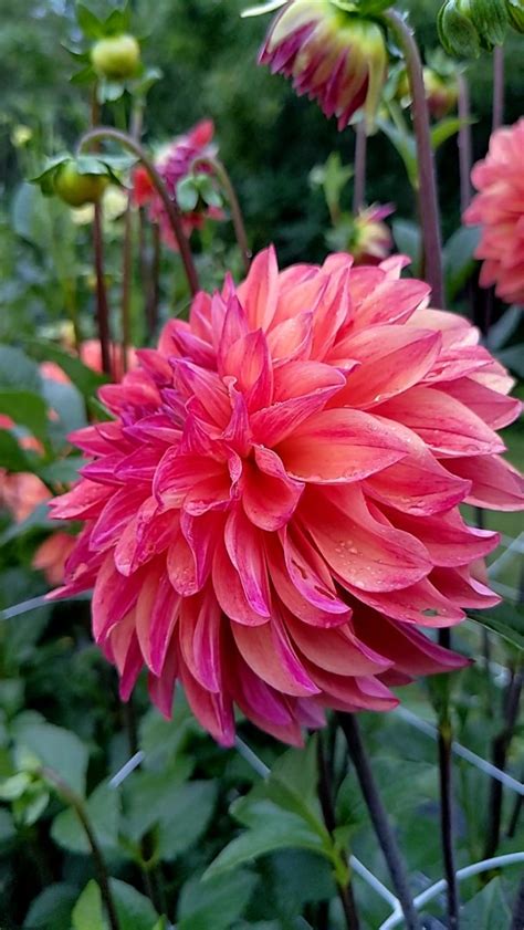 General Dahlia Chat 2023 Page 13 Growing Dahlias