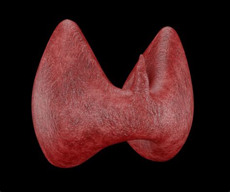 Artstation Thyroid 3d Model Realistic Human Thyroid Anatomy Resources