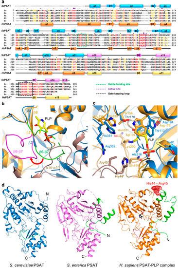 Ijms Free Full Text Molecular Structure Of Phosphoserine Aminotransferase From Saccharomyces