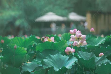 여름 연꽃 연못 풍경 촬영 여름날 여름 로터스 배경 일러스트 및 사진 무료 다운로드 Pngtree