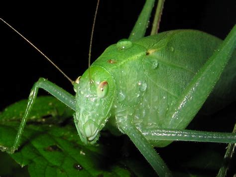 Katydid Bug