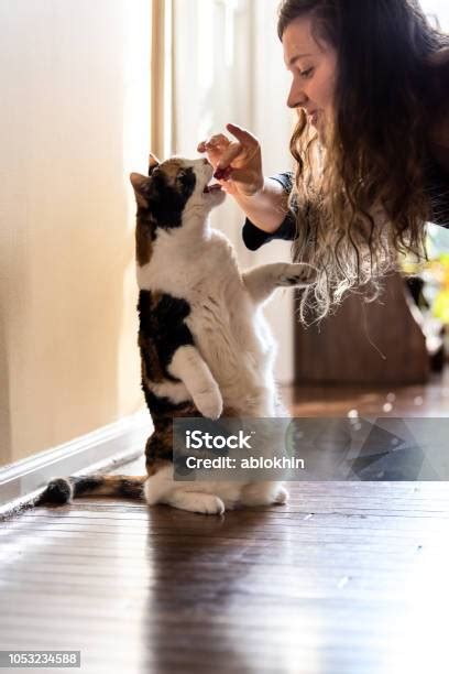 구걸 뒷 다리에 서 서 한 얼룩 고양이 따기 음식 여자 얼굴 앞 발 속임수를 하 고 거실에서 고기 발톱 요구 손을 들고 입에 있는 치료 가정의 방에 대한 스톡 사진 및 기타