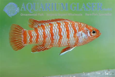 Dario Dario Aquarium Glaser Gmbh