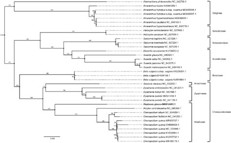 maximum likelihood bootstrap repeat is 1000 phylogenetic tree of 35