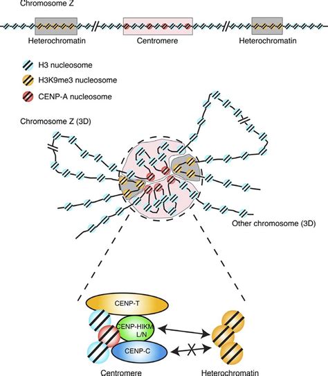 Republished From Nishimura Et Al 8 In 3d Interphase Space Download Scientific Diagram