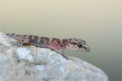 Mediterranean House Gecko Nevada Department Of Wildlife
