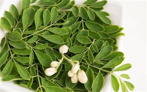 5 Manfaat Daun Kelor Untuk Kesehatan Sering Tidak Diangap Gampang Dijumpai Di Mana Saja