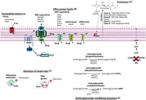 Todays Paper Of The Day Is On Acinetobacter Baumannii In The Critically Ill Complex Infections