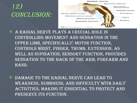 Radial Nerve Presentation Nerve Of Brachial Plexus Pptx Death