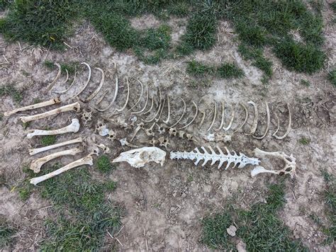Deer Bones In Yard Rvultureculture