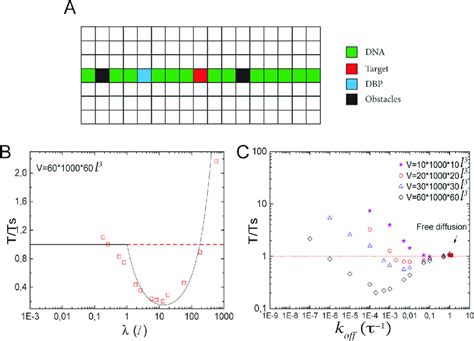 Lattice Model For Facilitated Diffusion A Schematic View Of The