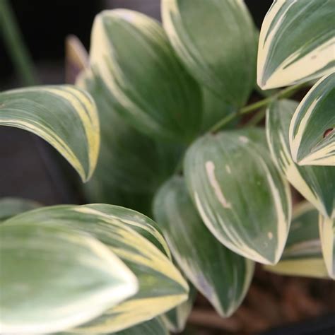 Polygonatum Odoratum Variegatum Tailored Botanical